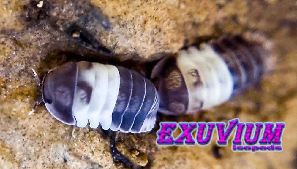 Cubaris sp. ‘Panda King’ – Exuvium Isopods