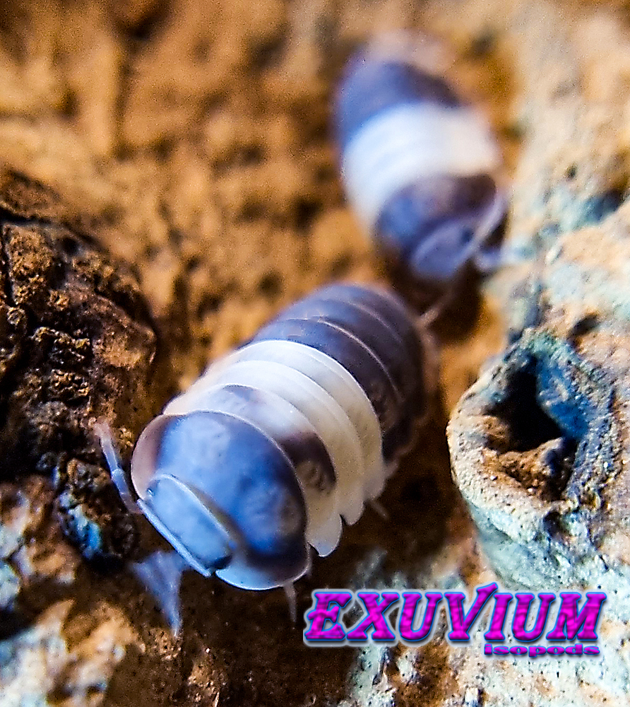 Cubaris sp. ‘Panda King’ – Exuvium Isopods