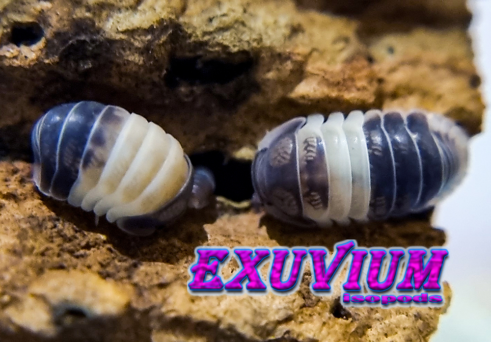 Cubaris sp. ‘Panda King’ – Exuvium Isopods