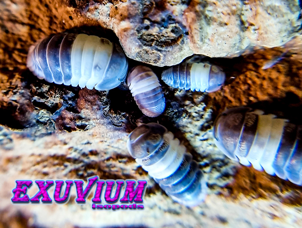 Cubaris sp. ‘Panda King’ – Exuvium Isopods