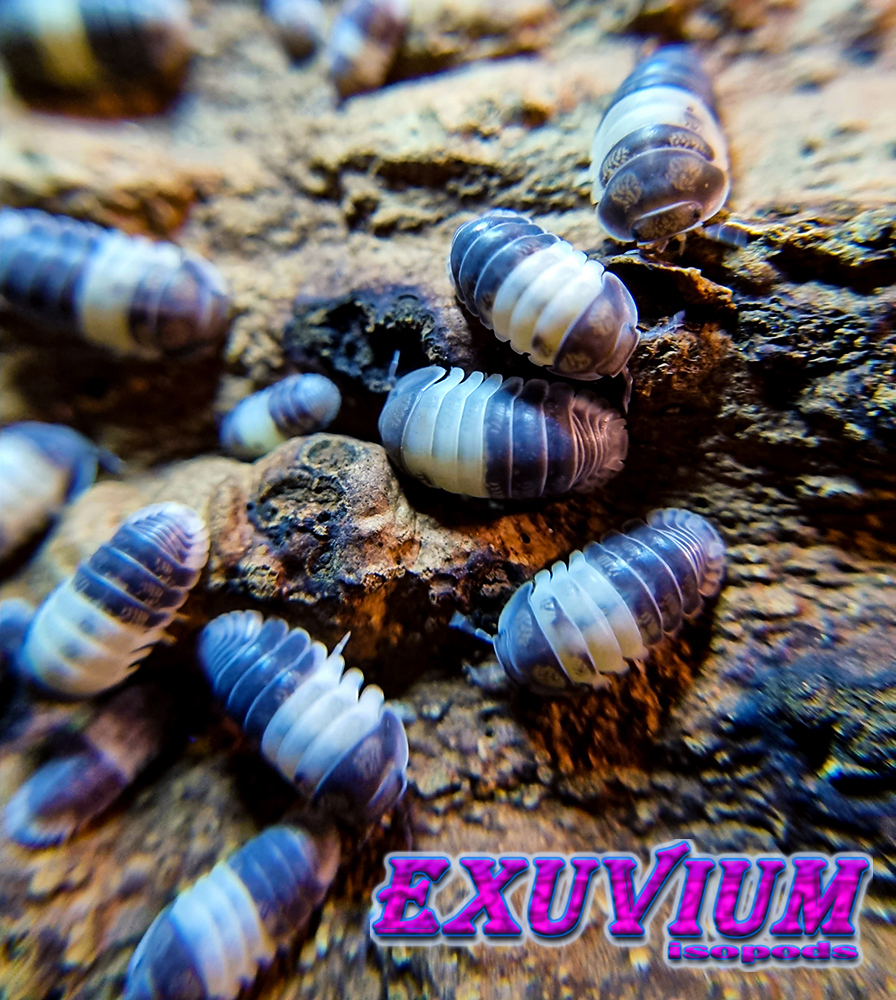 Cubaris sp. ‘Panda King’ – Exuvium Isopods