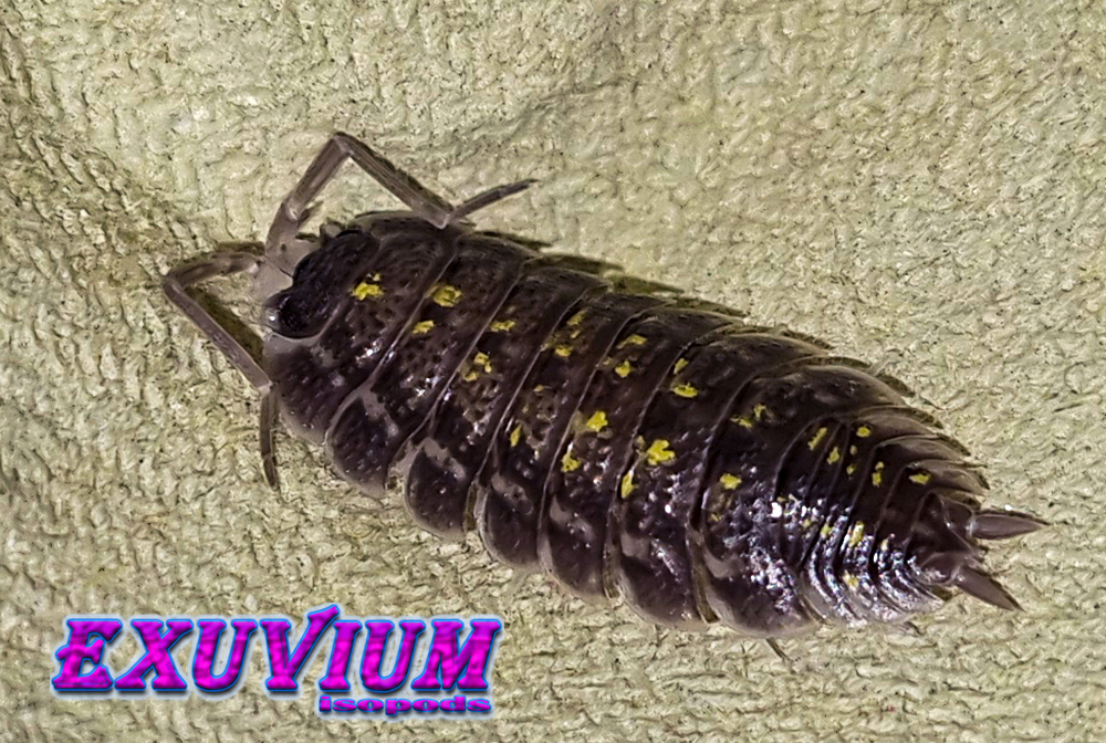 Porcellio nicklesi ‘Dark Yellow’ – Exuvium Isopods