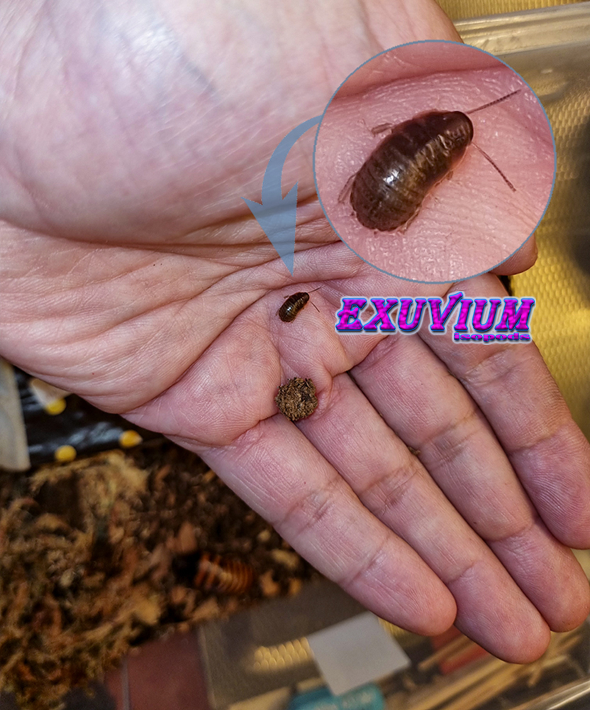 Elliptorhina javanica (Halloween Hissing Cockroach) – Exuvium Isopods