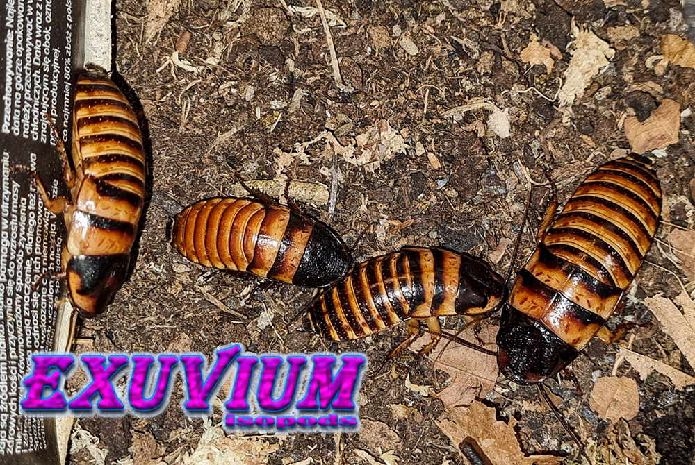 Elliptorhina javanica (Halloween Hissing Cockroach) – Exuvium Isopods