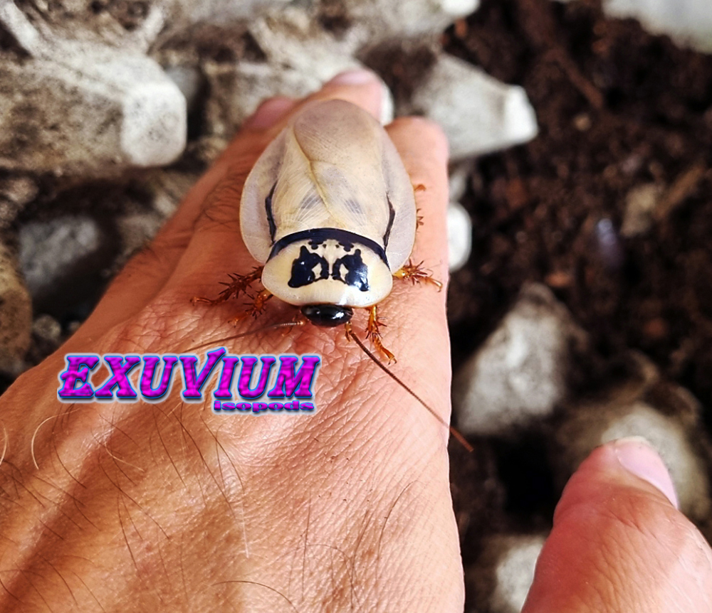 Eublaberus distanti ‘Ivory’ (Ivory Head Cockroach) – Exuvium Isopods