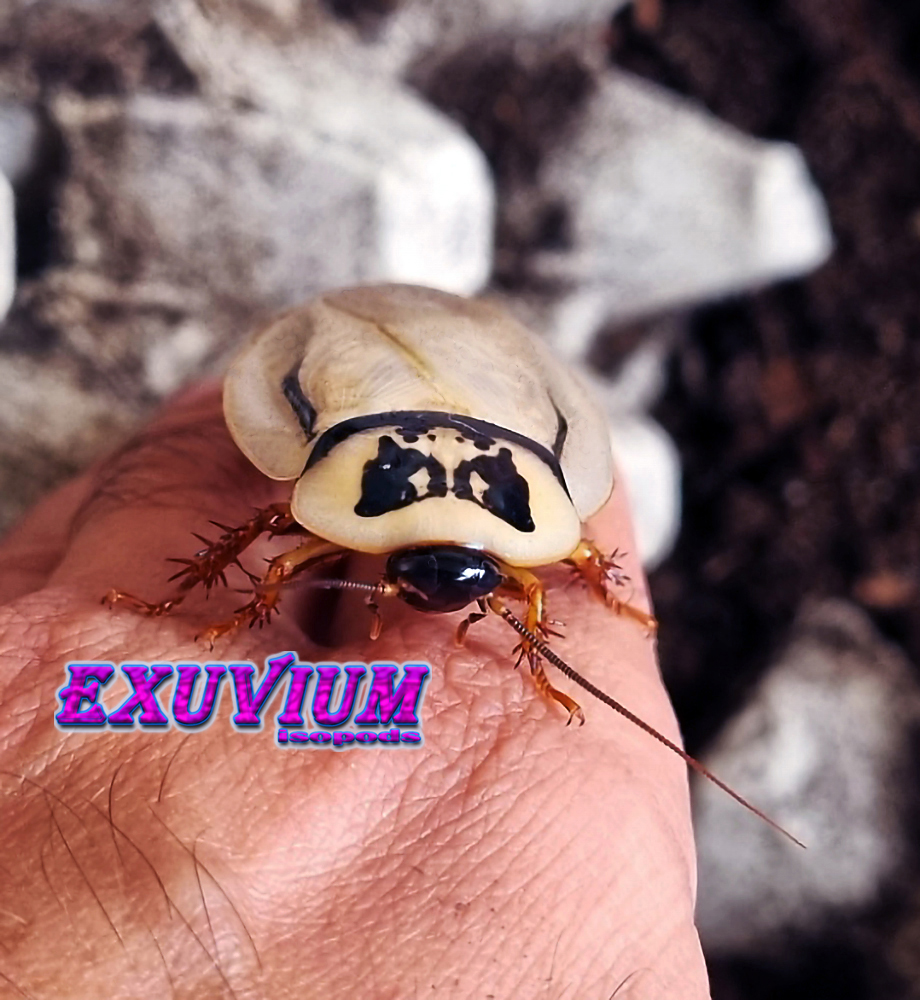 Eublaberus distanti ‘Ivory’ (Ivory Head Cockroach) – Exuvium Isopods