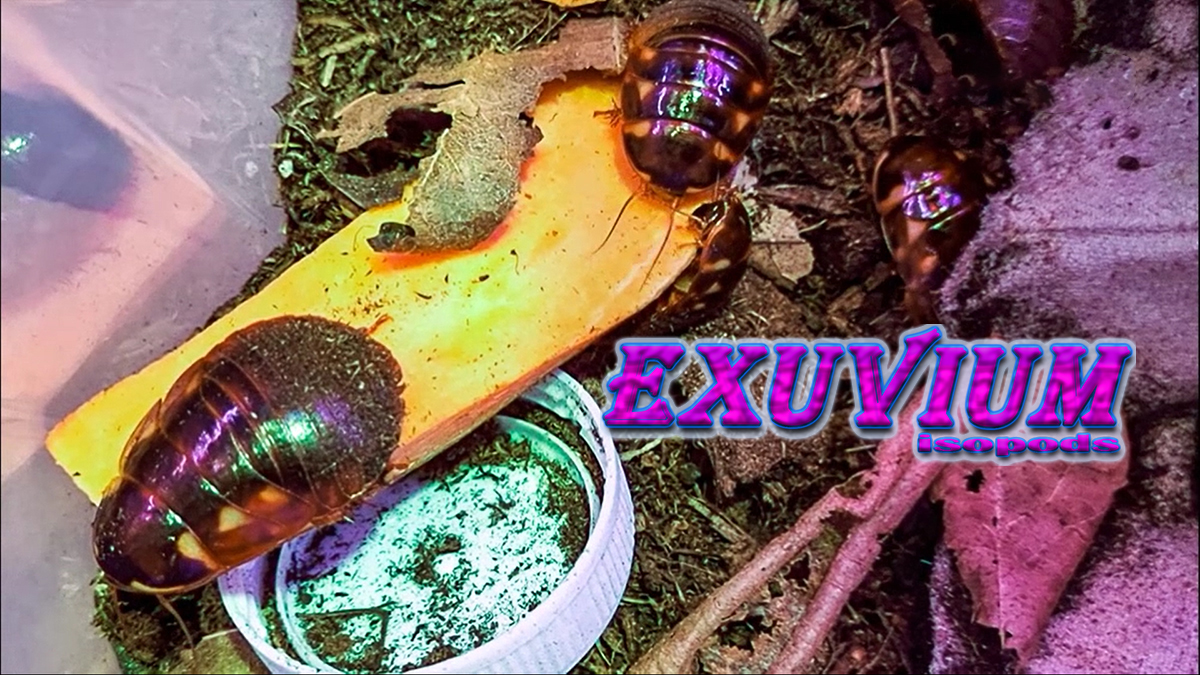 Eublaberus distanti ‘Ivory’ (Ivory Head Cockroach) – Exuvium Isopods