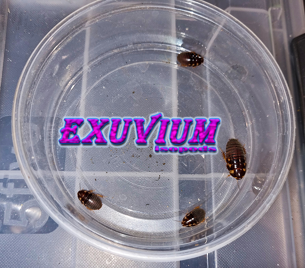 Eublaberus distanti ‘Ivory’ (Ivory Head Cockroach) – Exuvium Isopods
