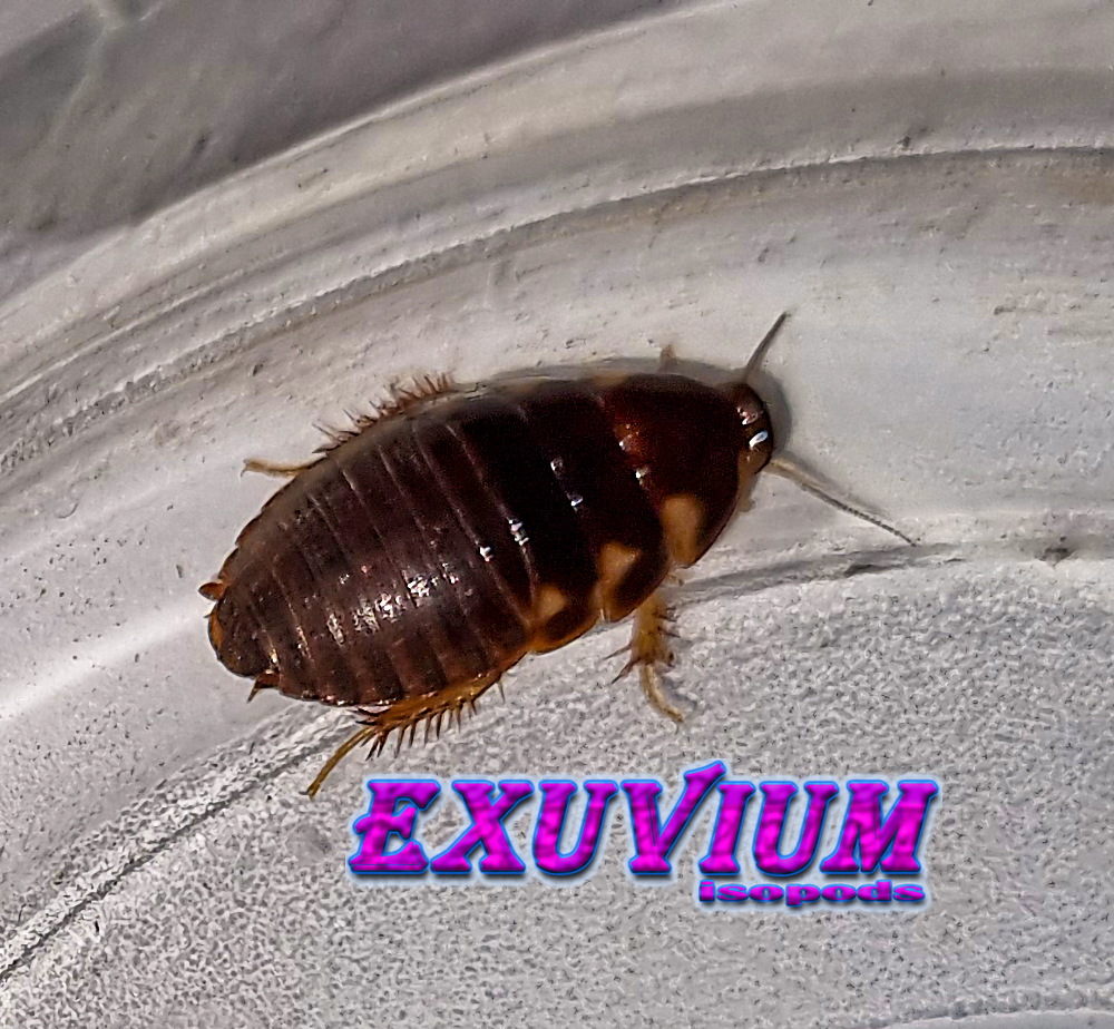 Eublaberus distanti ‘Ivory’ (Ivory Head Cockroach) – Exuvium Isopods