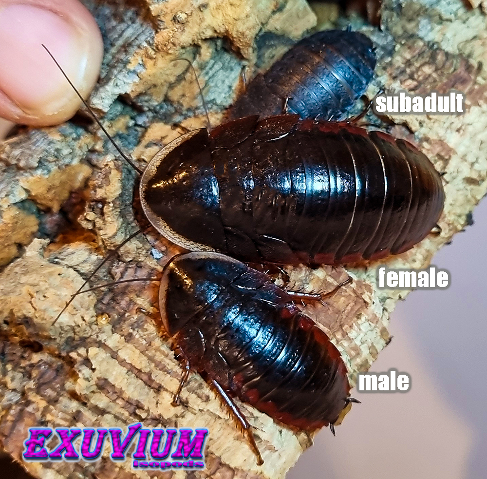 Opisthoplatia orientalis (Amphibious Litter Cockroach) – Exuvium Isopods