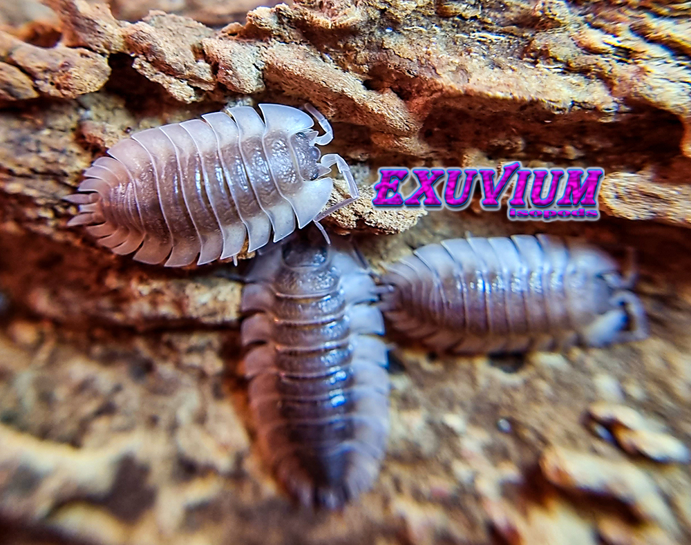 Trachelipus trilobatus – Exuvium Isopods