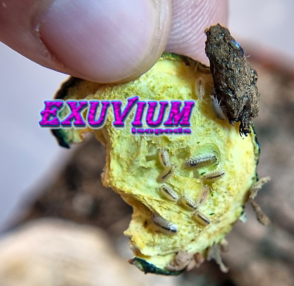 Trachelipus trilobatus | Captive Bred Isopods – Exuvium Isopods