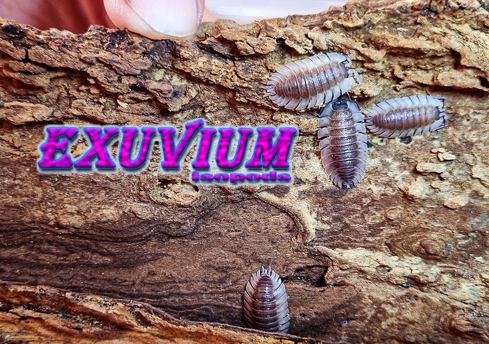 Trachelipus trilobatus | Captive Bred Isopods – Exuvium Isopods