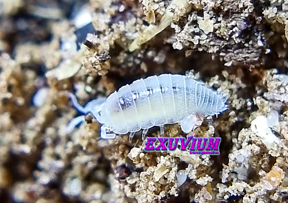 Trichorhina tomentosa (Dwarf White Isopod) – Exuvium Isopods