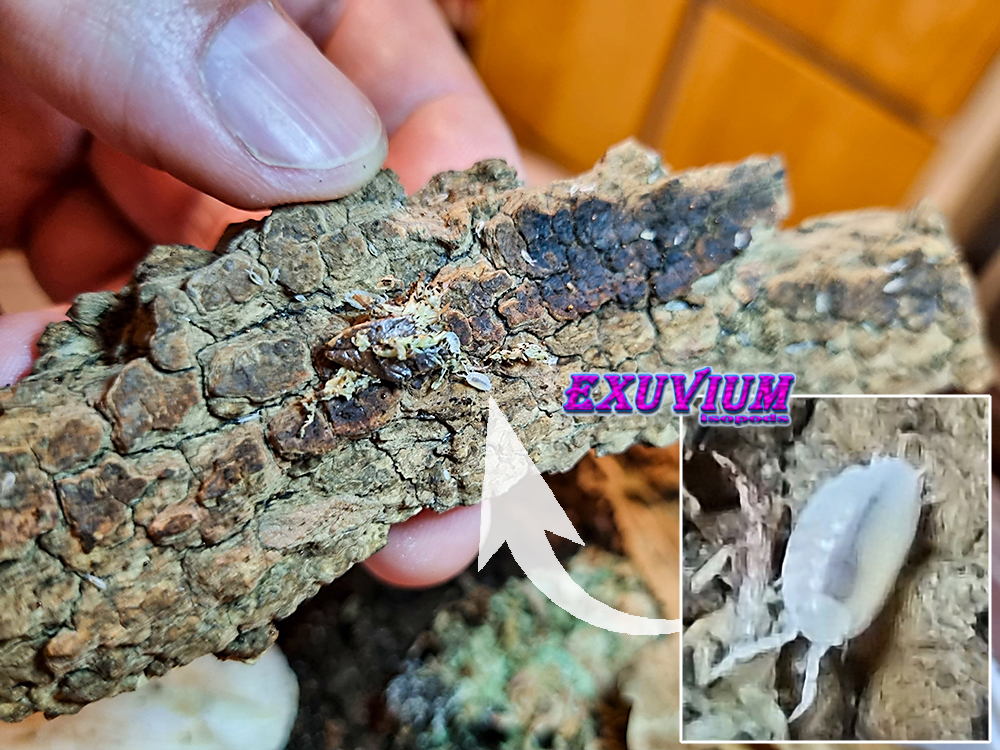 Trichorhina tomentosa (Dwarf White Isopod) – Exuvium Isopods