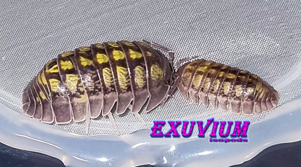 Armadillidium granulatum ‘Lemon’ – Exuvium Isopods