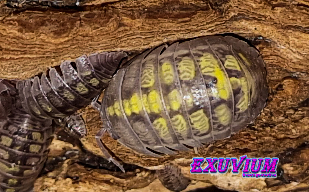 Armadillidium granulatum ‘Lemon’ – Exuvium Isopods