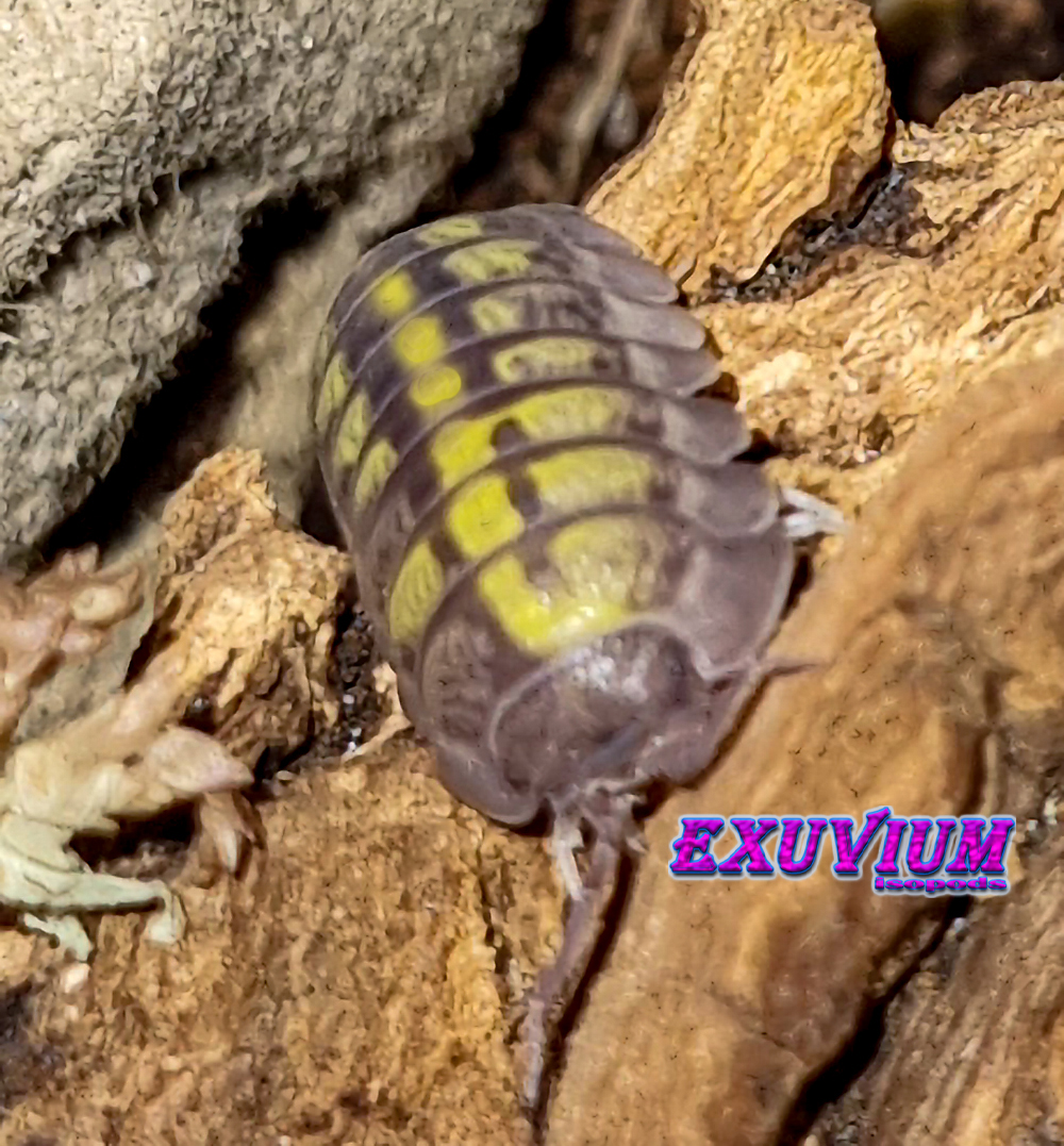 Armadillidium granulatum ‘Lemon’ – Exuvium Isopods