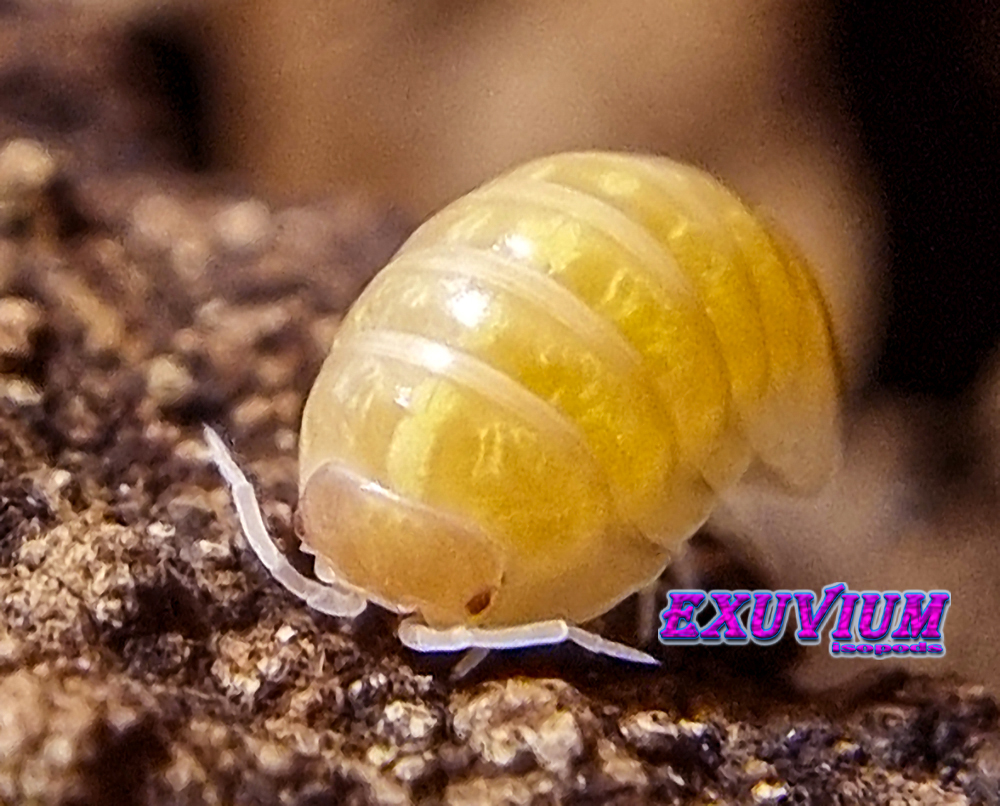 Armadillidium vulgare ‘Gold’ – Exuvium Isopods