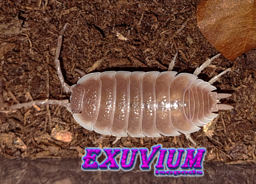 Porcellio sp. ‘Sevilla Caramel’ – Exuvium Isopods