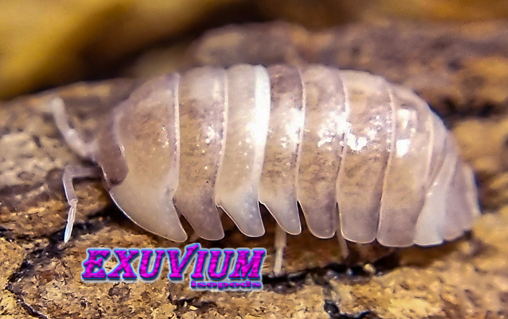 Armadillidium granulatum ‘White Pearl Koi’ – Exuvium Isopods