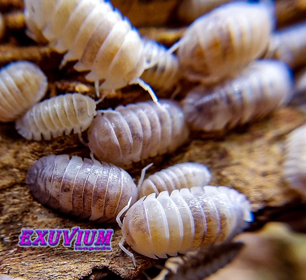 Armadillidium granulatum ‘White Pearl Koi’ – Exuvium Isopods