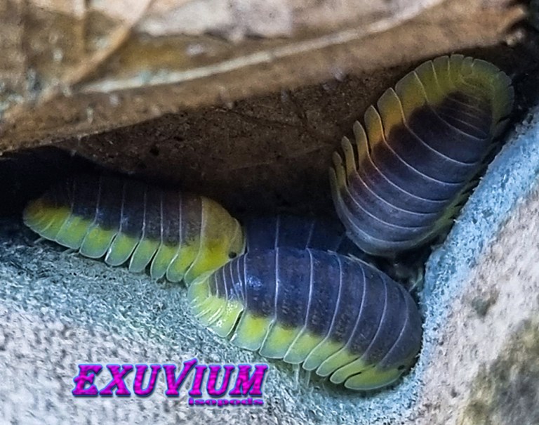Cubaris sp. ‘Lemon Blue’ Captive Bred Isopods – Exuvium Isopods
