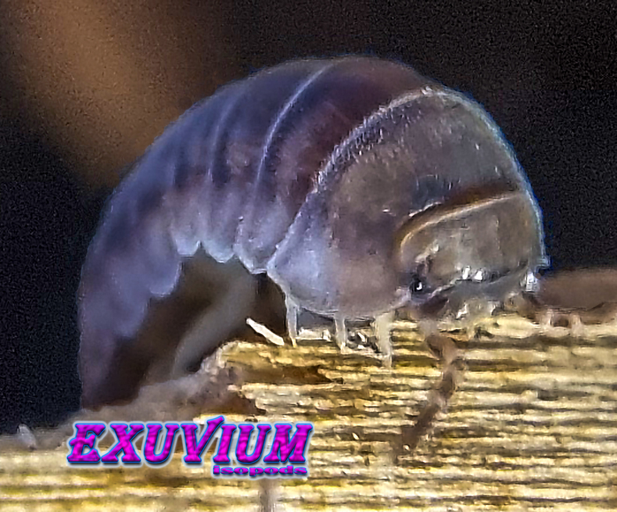 Eluma caelata (Velvety Pill Woodlouse) – Exuvium Isopods