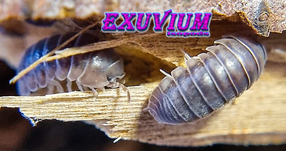 Eluma caelata (Velvety Pill Woodlouse) – Exuvium Isopods