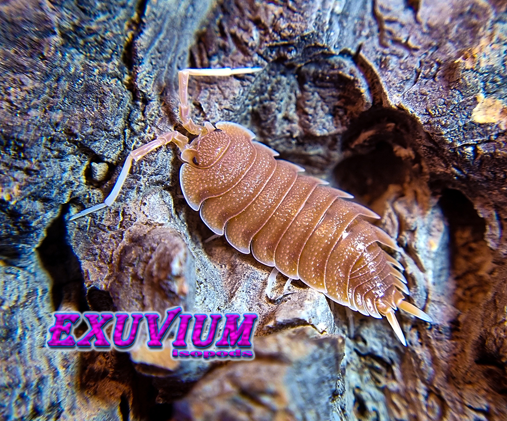 Porcellio magnificus (Orange Magnificent Isopod) – Exuvium Isopods