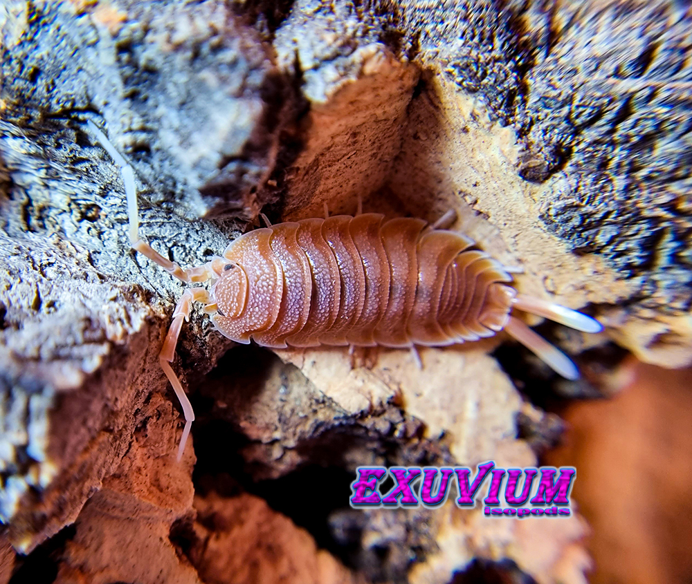 Porcellio magnificus (Orange Magnificent Isopod) – Exuvium Isopods