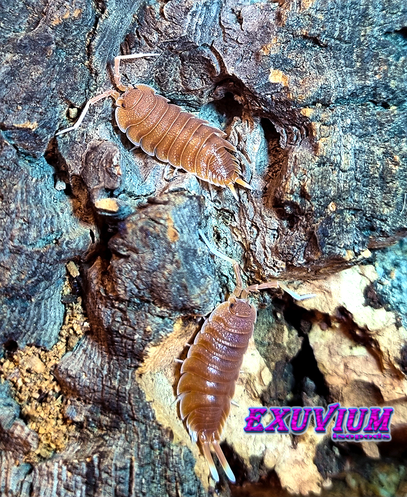 Porcellio magnificus (Orange Magnificent Isopod) – Exuvium Isopods