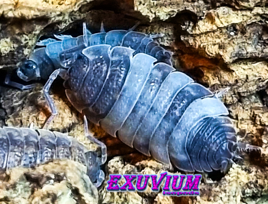 Porcellio scaber ‘Piebald’ – Exuvium Isopods