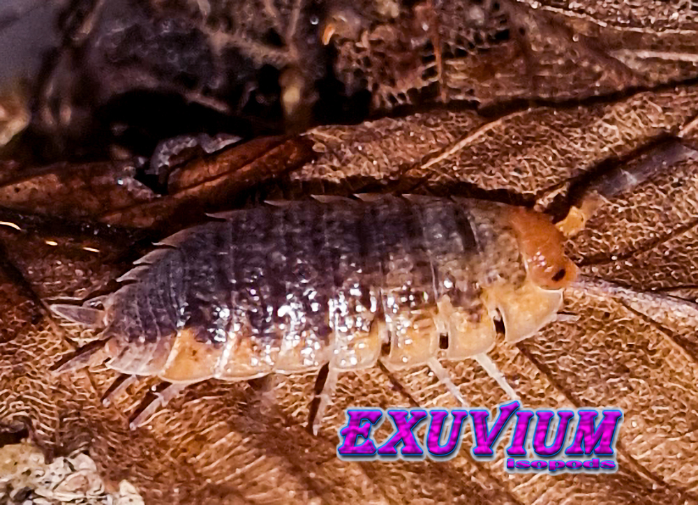 Porcellio sp. ‘Orange Skirt’ (Portugal) – Exuvium Isopods