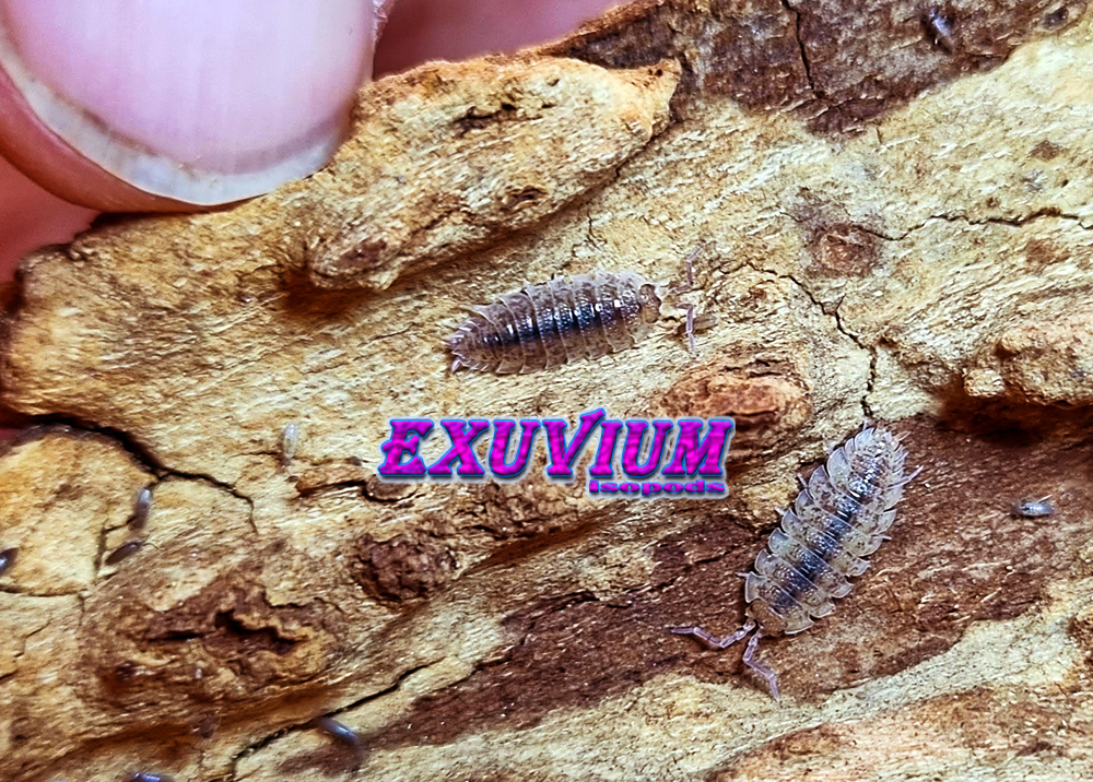 Porcellio sp. ‘Orange Skirt’ (Portugal) – Exuvium Isopods