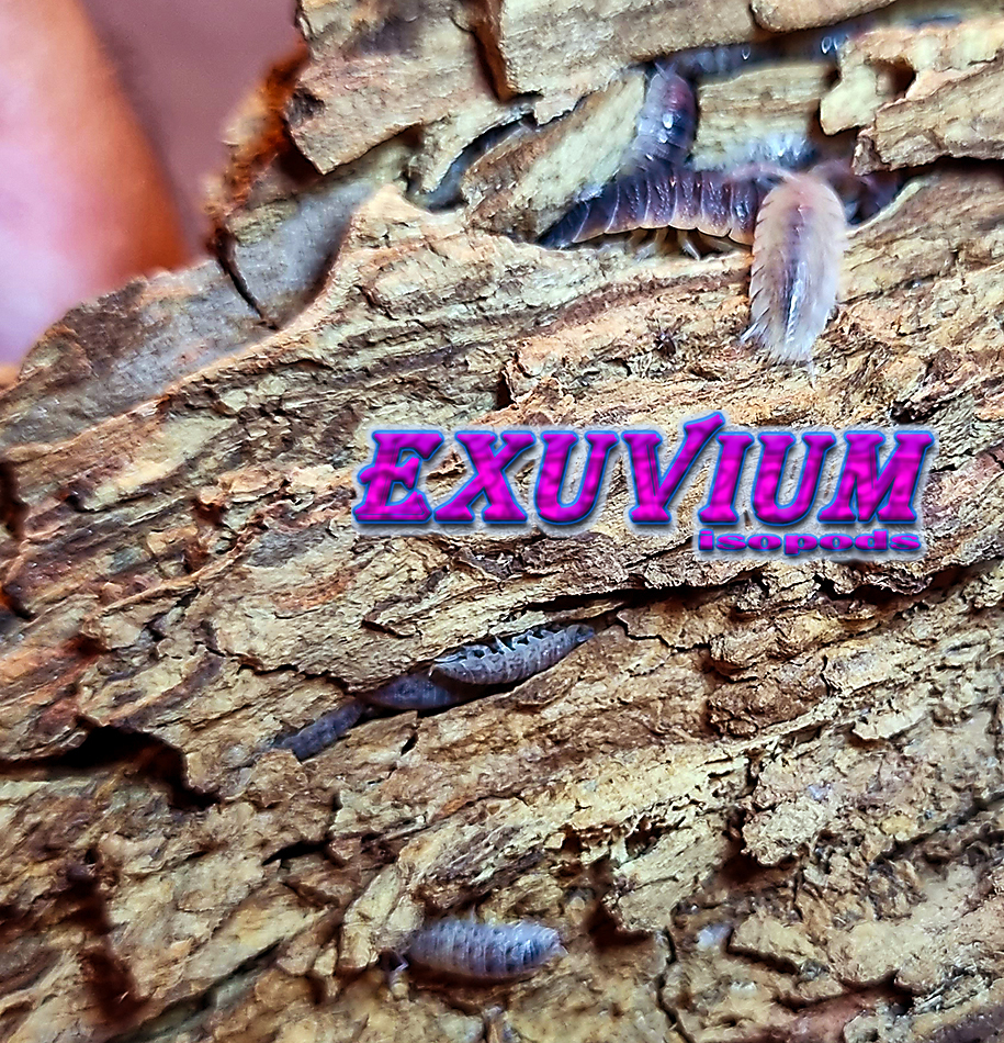 Porcellio sp. ‘Orange Skirt’ (Portugal) – Exuvium Isopods