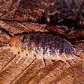 Porcellio magnificus (Orange Magnificent Isopod) – Exuvium Isopods