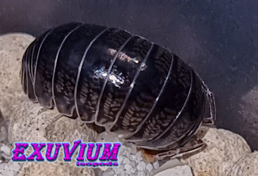 Schizidium fissum – Exuvium Isopods