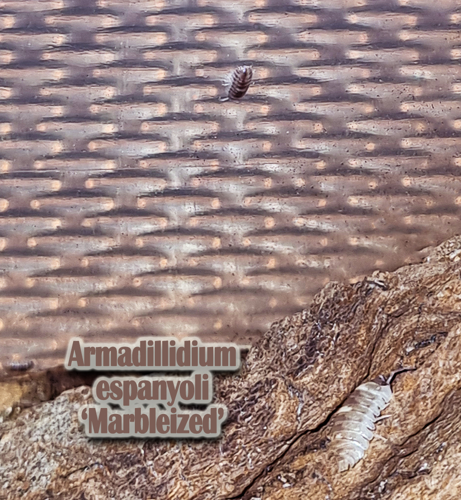 Used Containers for Isopods with Vents with Ultra Fine Mesh – Exuvium ...
