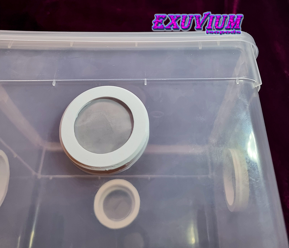 Enclosure escape-proof with air vents – S3 – 5.8 liter – Exuvium Isopods