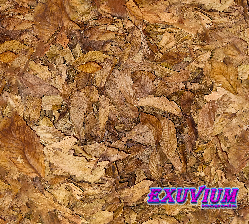 Leaf litter – Exuvium