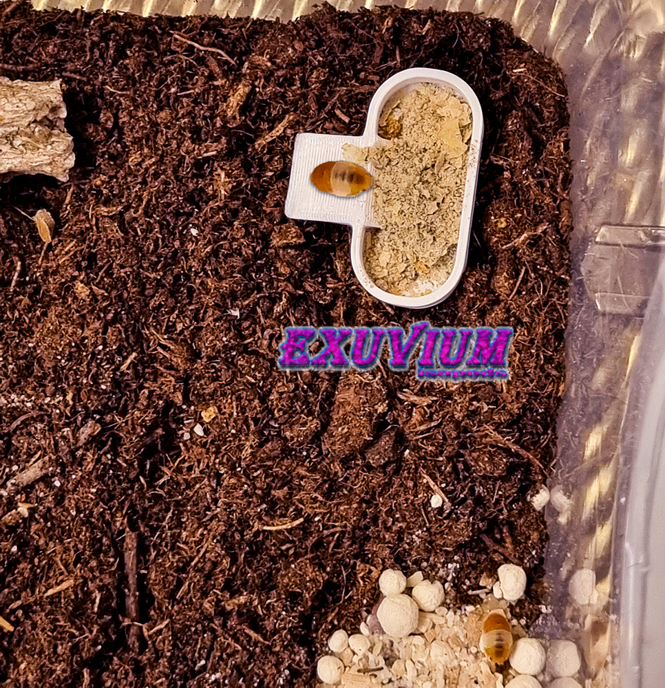 Feeding dish for isopods with a ramp – Exuvium Isopods