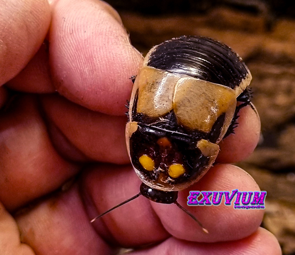 Lucihormetica subcincta (Glowspot Roach) – Exuvium Isopods