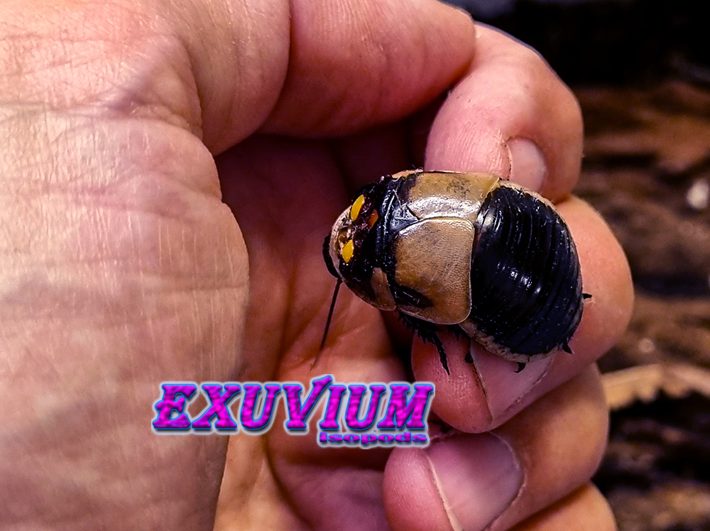 Lucihormetica subcincta (Glowspot Roach) – Exuvium Isopods