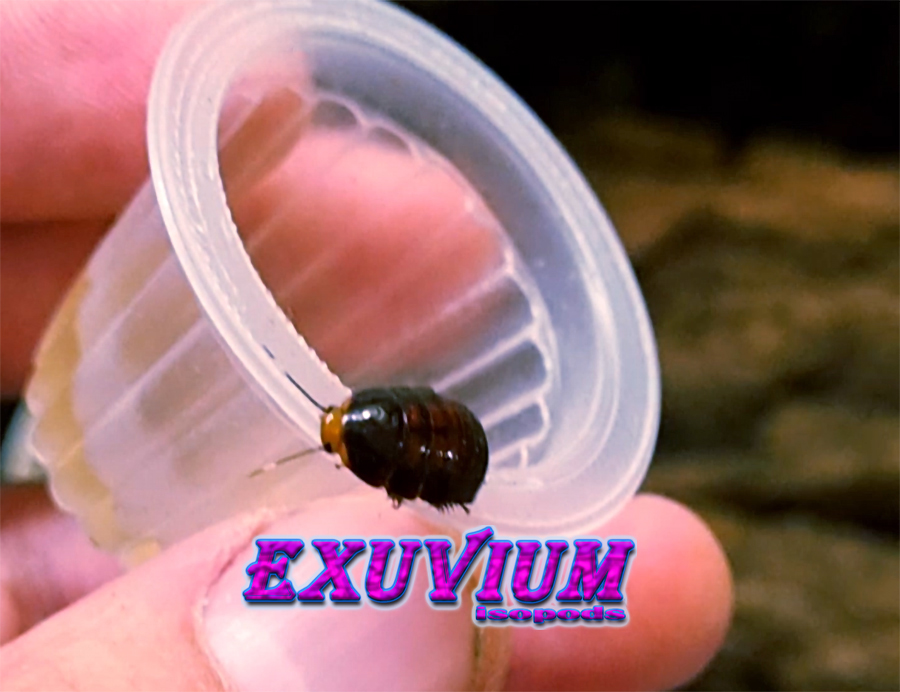 Lucihormetica subcincta (Glowspot Roach) – Exuvium Isopods