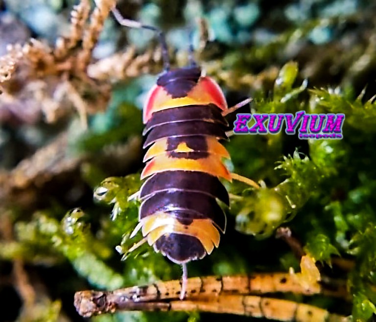 Ardentiella sp. ‘Tricolor’ – Exuvium Isopods