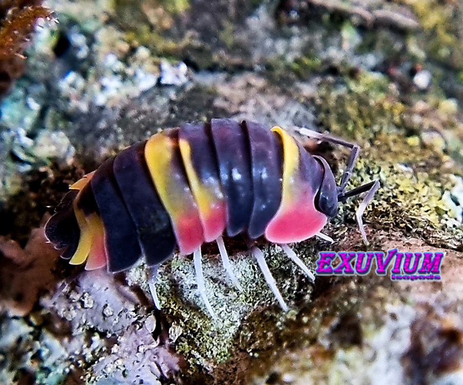 Ardentiella sp. ‘Tricolor’ – Exuvium Isopods