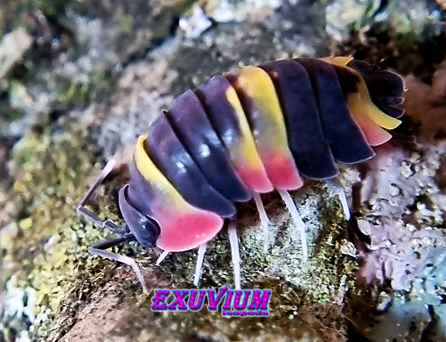 Ardentiella sp. ‘Tricolor’ – Exuvium Isopods