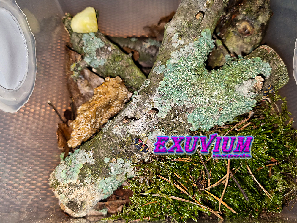 Ardentiella sp. ‘Tricolor’ – Exuvium Isopods