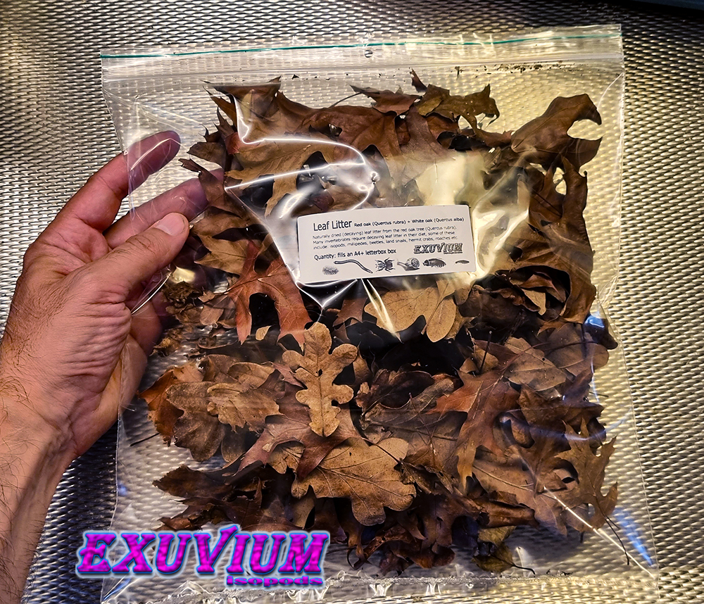 Leaf litter – Exuvium